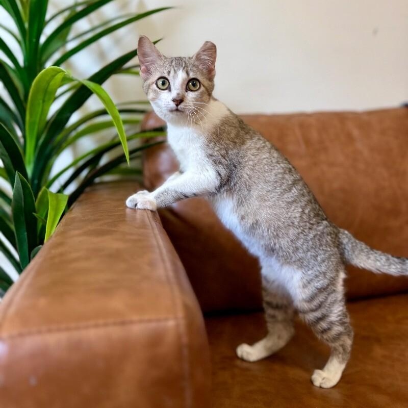 Cat for adoption - Lexus, a Domestic Short Hair Mix in Friendswood, TX ...