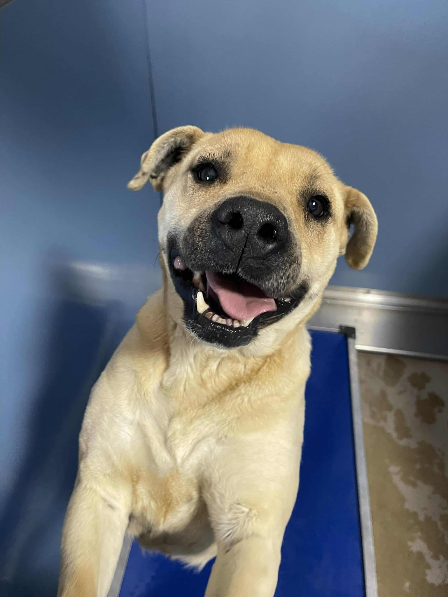 Dog for adoption - Honey, a Pit Bull Terrier Mix in Roosevelt, UT | Petfinder