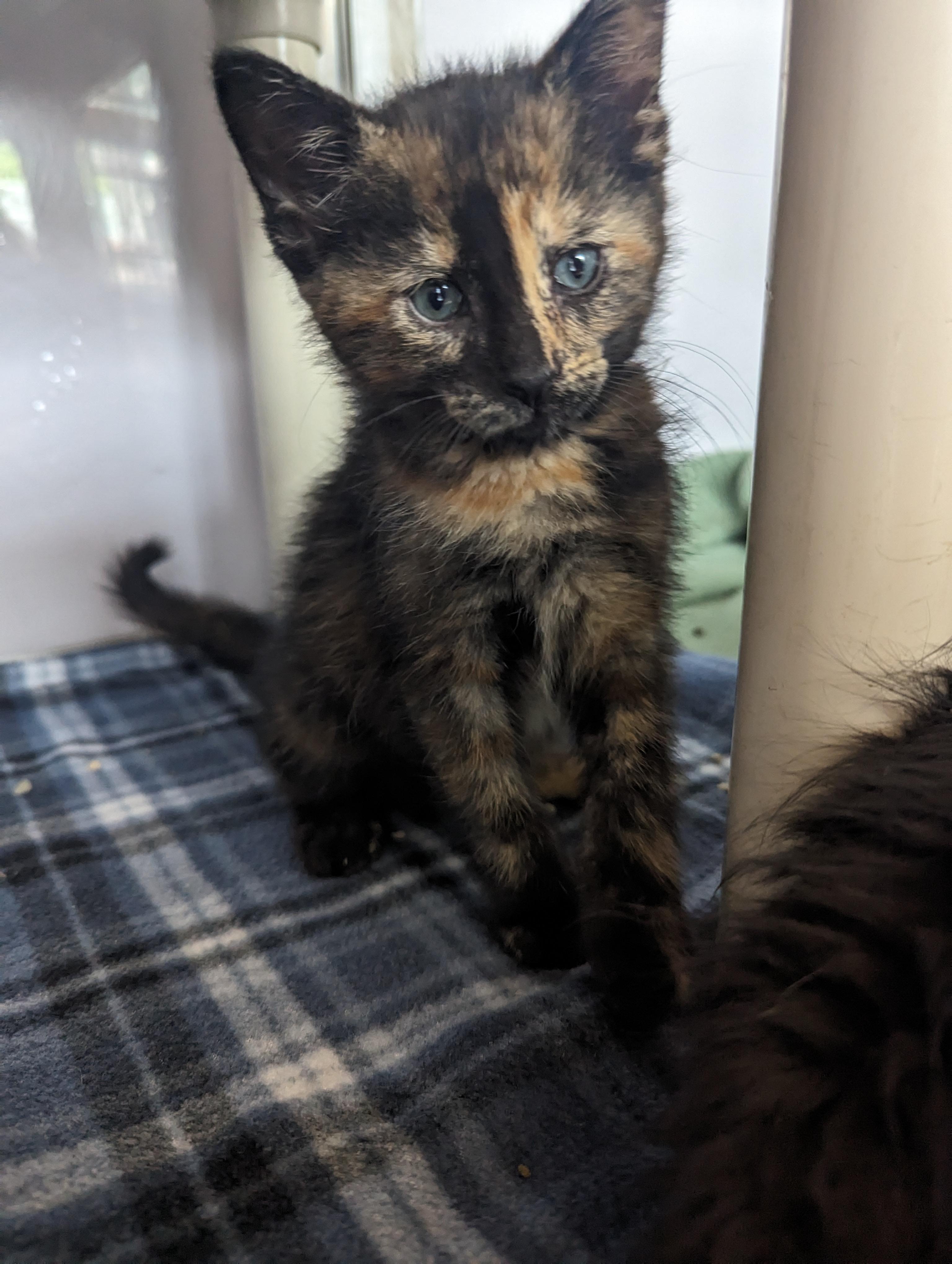 Cat for adoption - Chandra, a Domestic Short Hair & Tortoiseshell Mix ...
