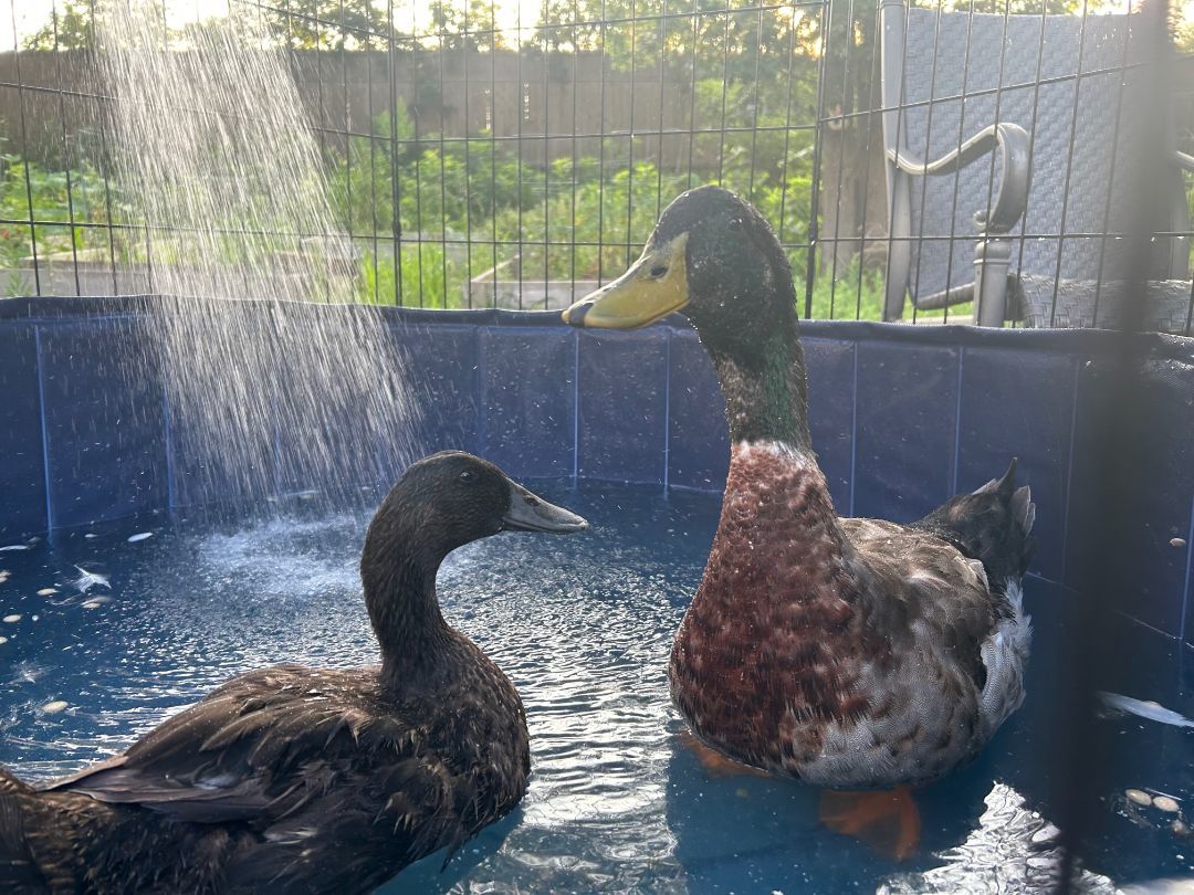 Duck for adoption - Batman and Robyn, a Duck in New York, NY | Petfinder