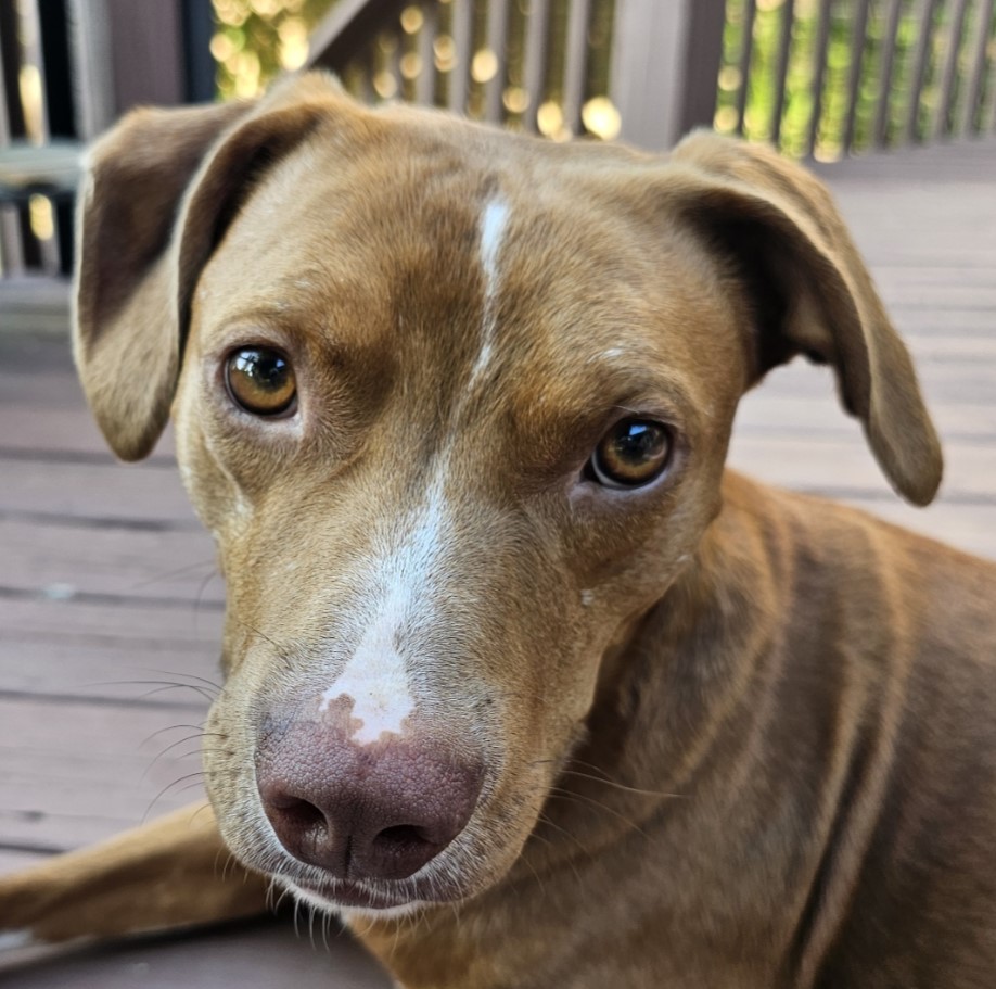 Dog for adoption - Jack Jack, a Hound & Pit Bull Terrier Mix in ...