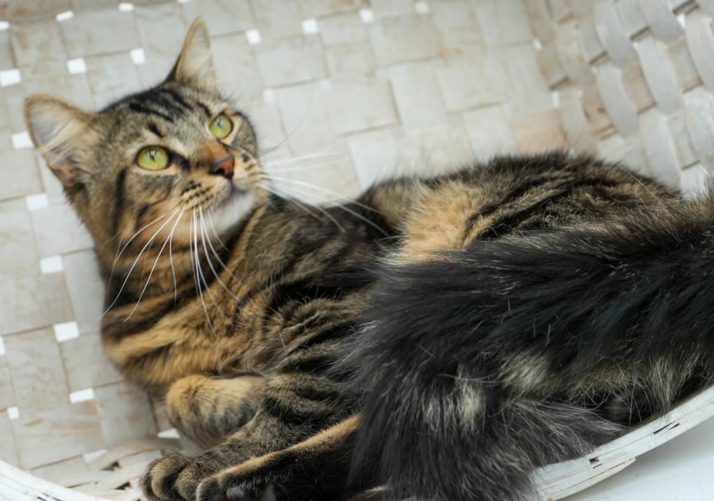 Cat for adoption - Jasper will make u jump with joy! FLOOF lover! VIDEO ...