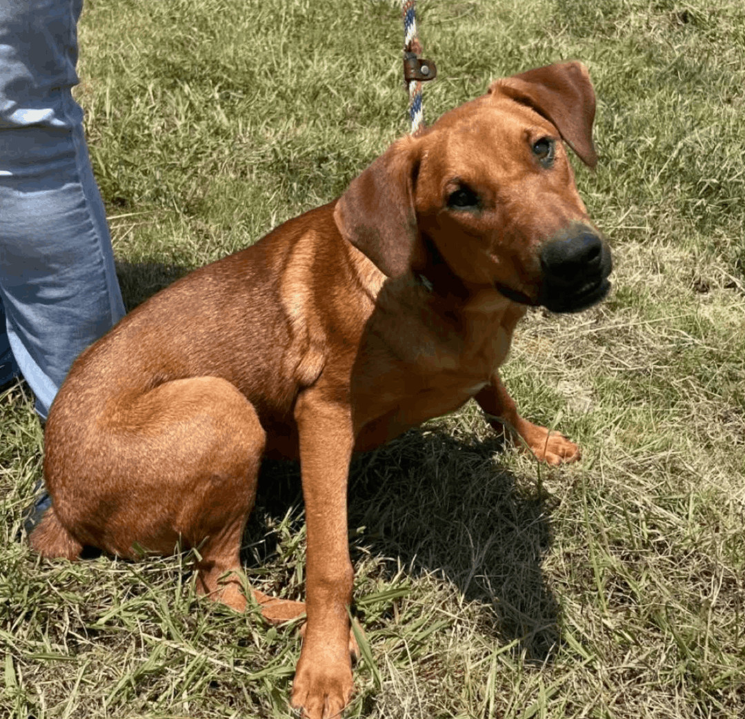 Dog for adoption - Buster Rhodes, a Rhodesian Ridgeback & Black Mouth ...