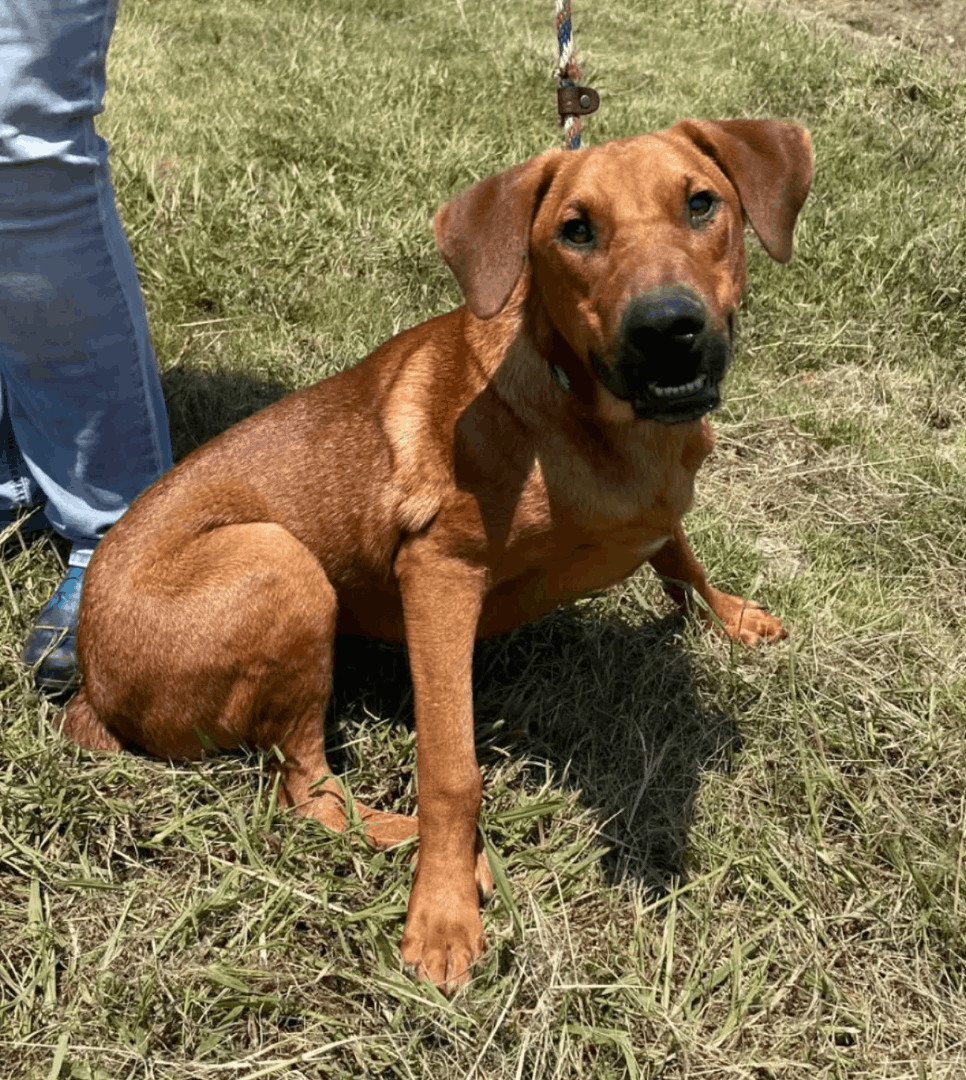 Dog for adoption - Buster Rhodes, a Rhodesian Ridgeback & Black Mouth ...