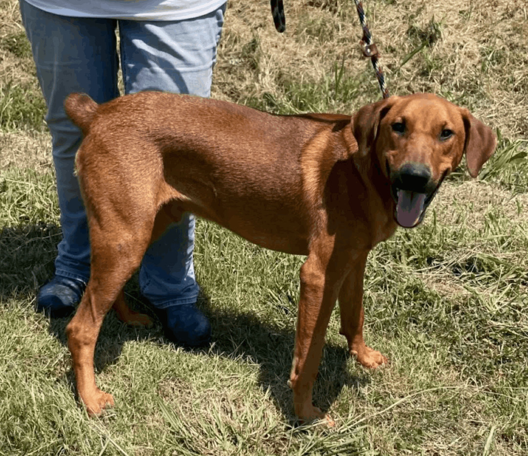 Dog for adoption - Buster Rhodes, a Rhodesian Ridgeback & Black Mouth ...