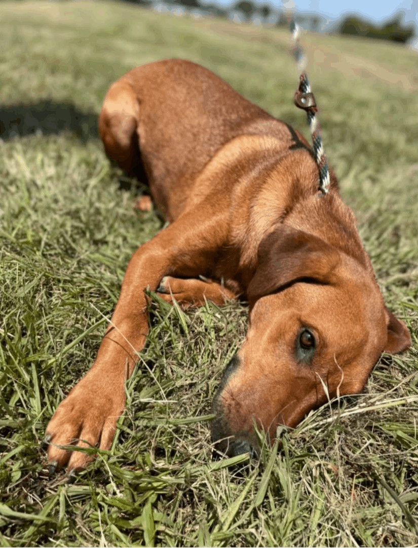 Dog for adoption - Buster Rhodes, a Rhodesian Ridgeback & Black Mouth ...