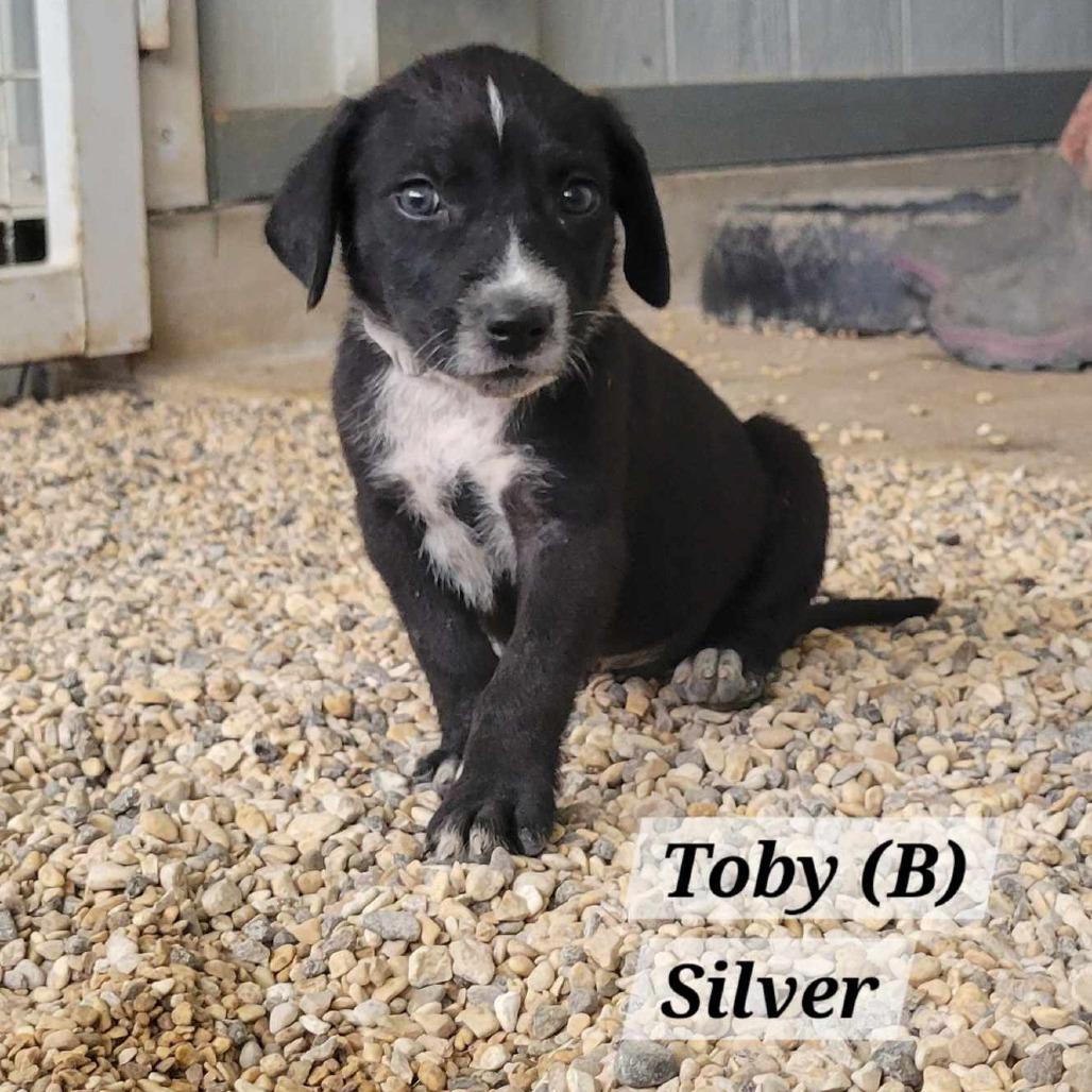 Dog for adoption - Toby JuM, a Dalmatian & Spaniel Mix in Burnsville ...