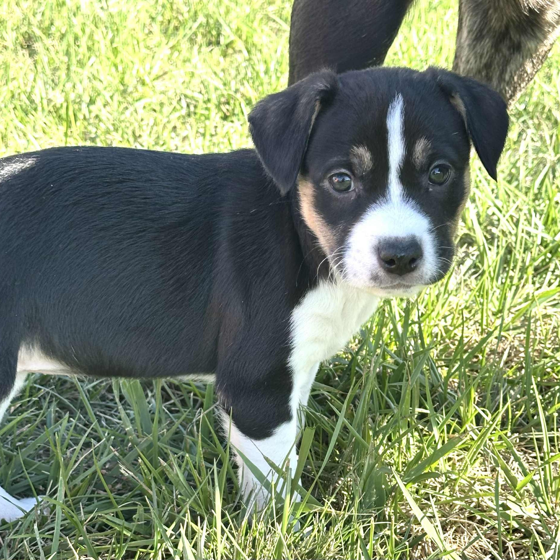 Judy - Adoptable Pet | Petfinder | Petfinder