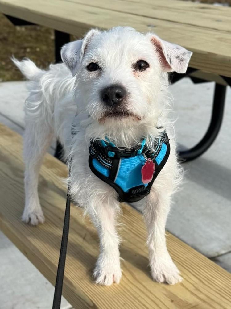 Dog for adoption - Pink, a Jack Russell Terrier in Seattle, WA | Petfinder