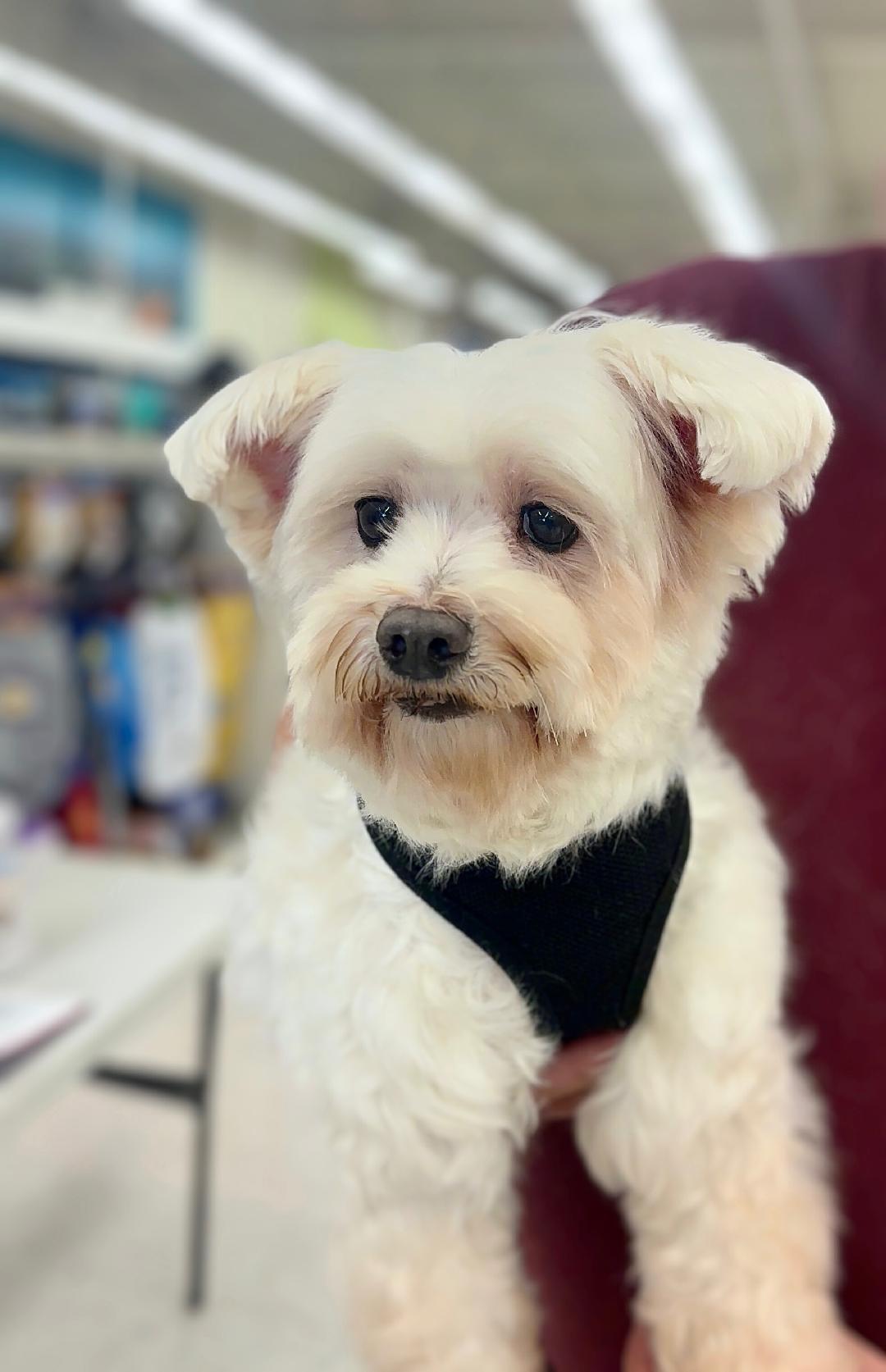 Dog for adoption - Bentley, a Maltese in Studio City, CA | Petfinder