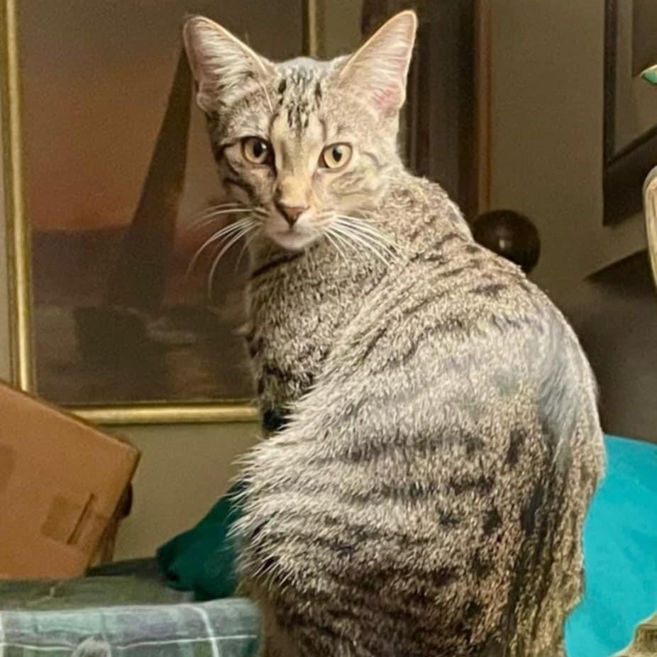 Cat for adoption - Jose Cuervo, a Domestic Short Hair in Flint, MI ...