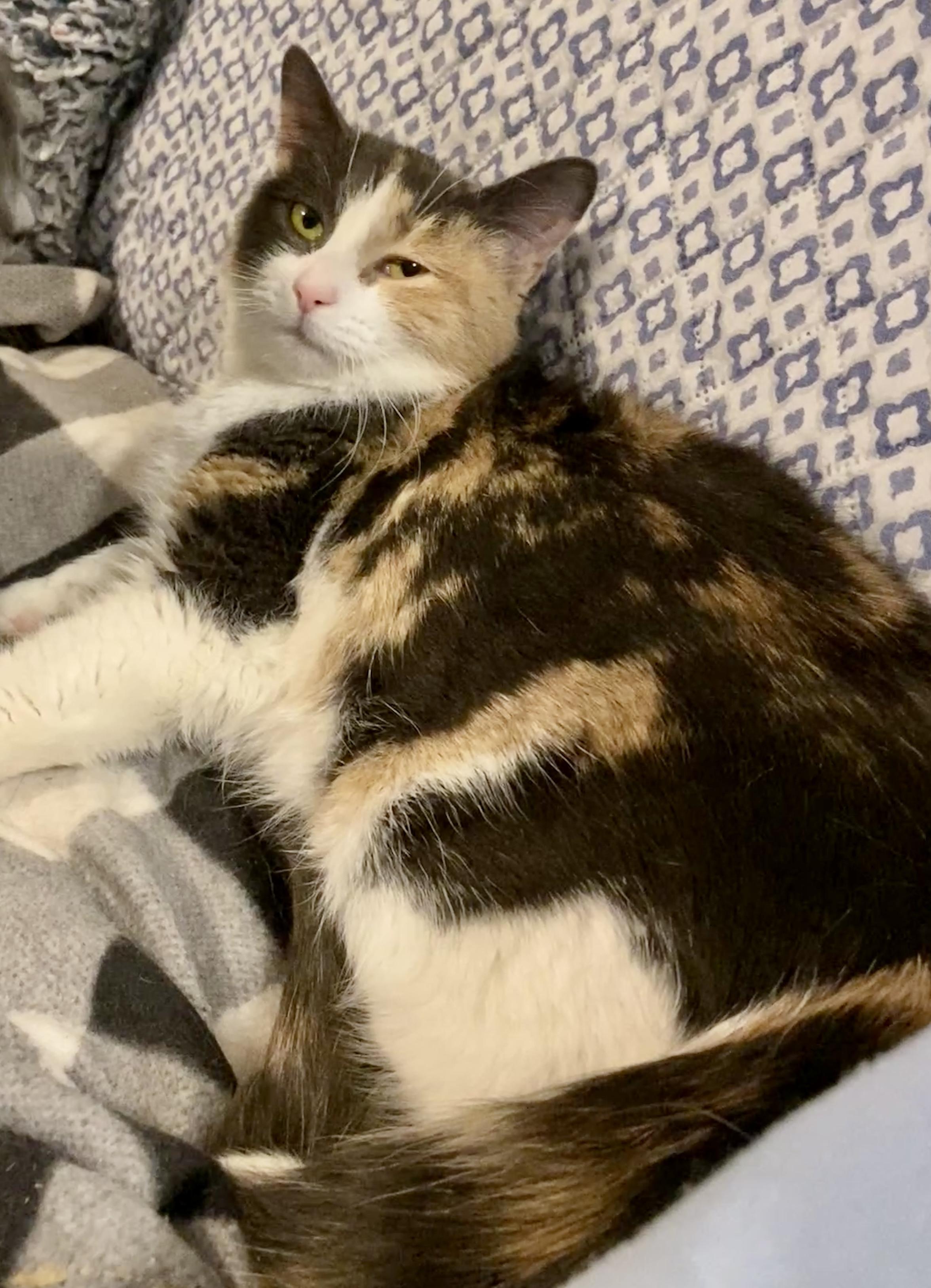 Noelle - Adoptable Pet | Petfinder | Petfinder