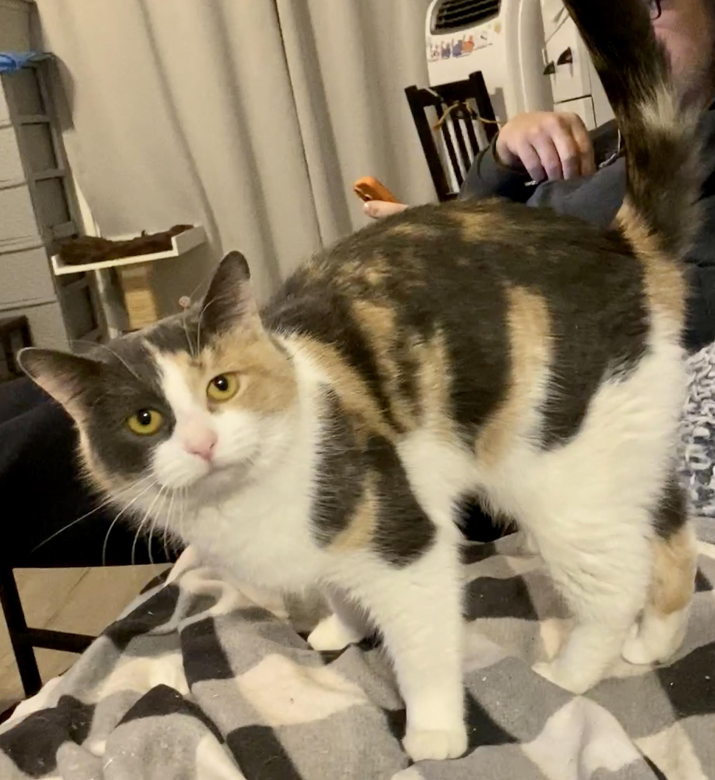 Noelle - Adoptable Pet | Petfinder | Petfinder