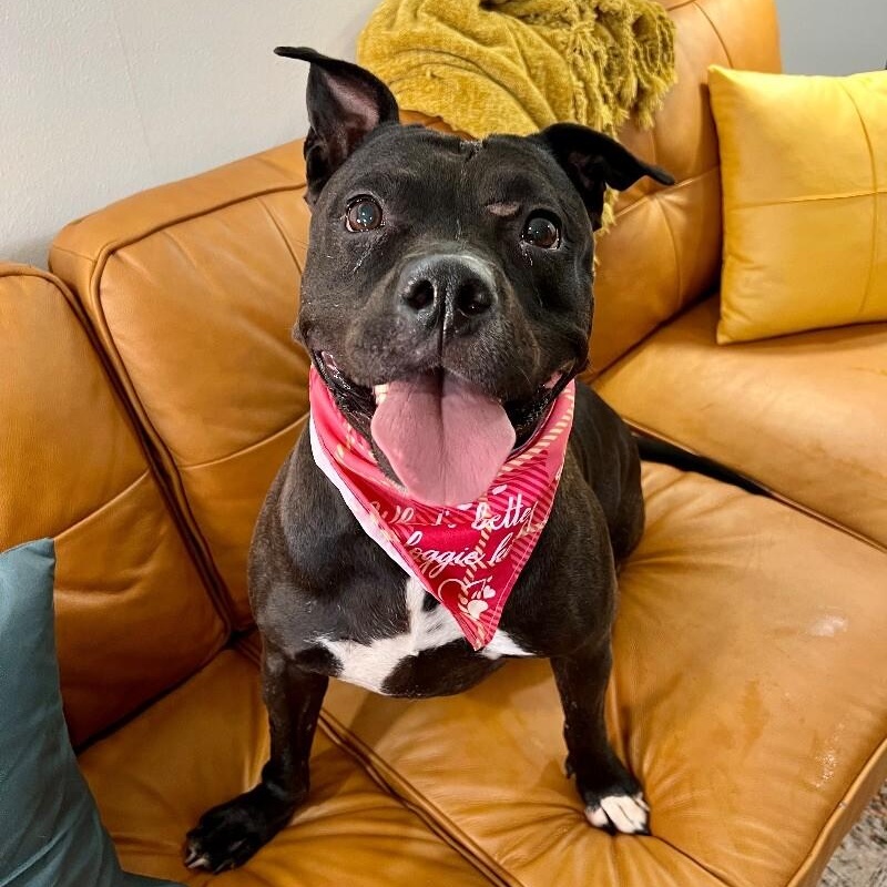 Dog for adoption - Valley Girl affectionate best family pup, an ...