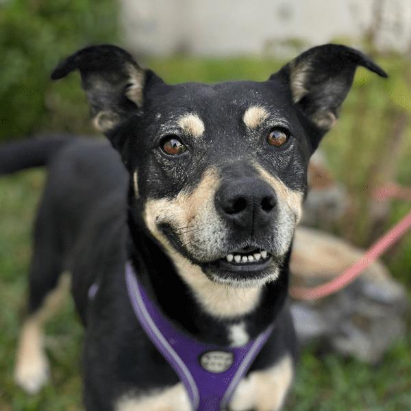 Dog for adoption - Kit, a Labrador Retriever & Beauceron Mix in North ...