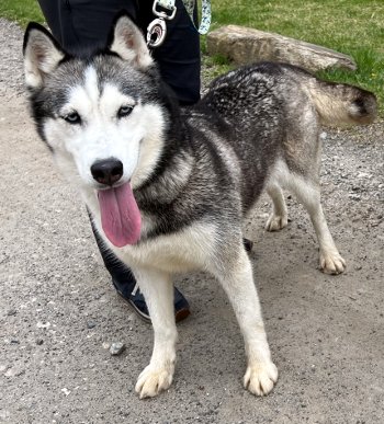 Dog for adoption - Emily, a Husky in Bedford Hills, NY | Petfinder