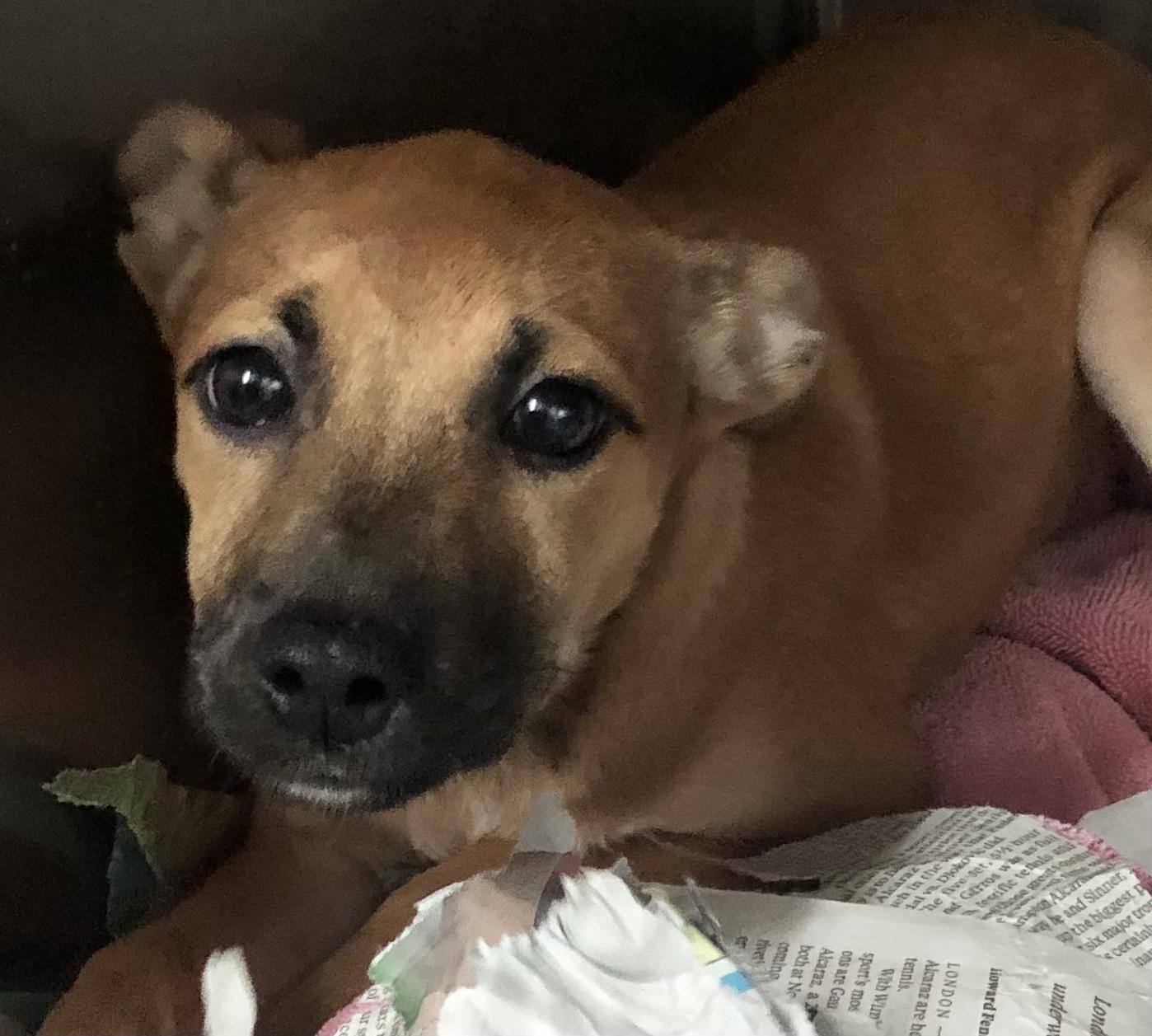 Dog for adoption - Teka, a Shiba Inu & Terrier Mix in Parma, OH | Petfinder