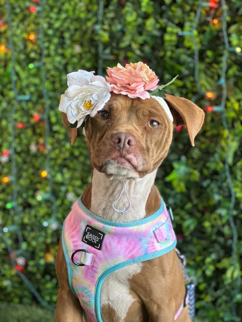 Dog for adoption - Pixie, a Pit Bull Terrier Mix in South San Francisco ...