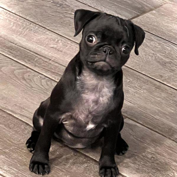 Dog for adoption - Cheetos, a Pug in Alvin, TX | Petfinder