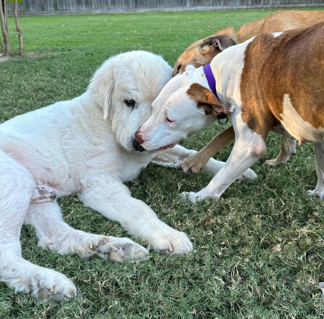 Dog for adoption - Drake, a Great Pyrenees in Newton, MA | Petfinder