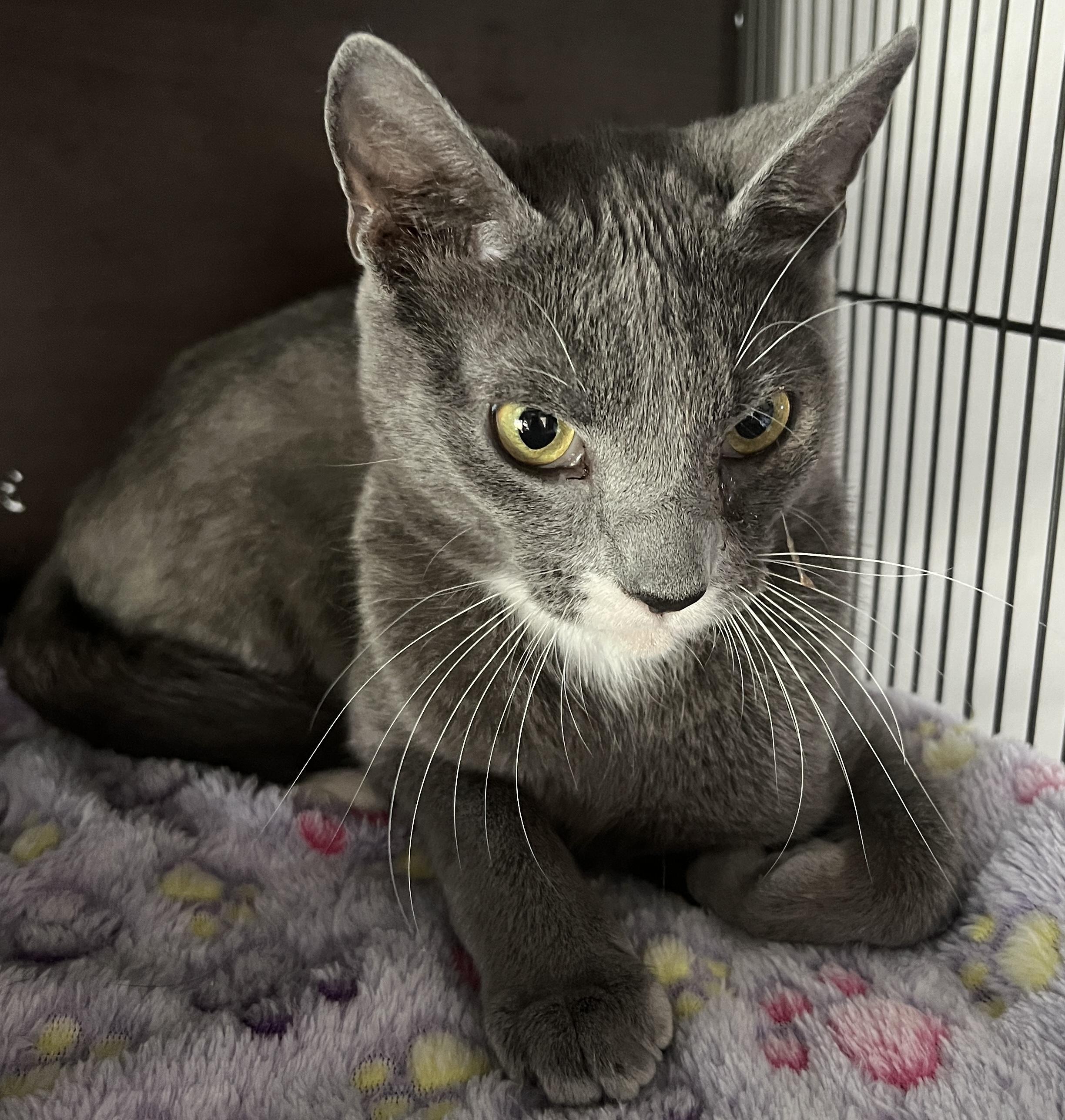 Cat for adoption - Darius & Deniz, a Domestic Short Hair in LATHAM, NY ...