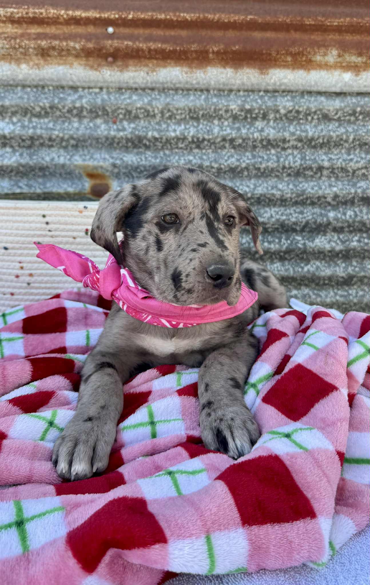 Dog for adoption - Bonnie Blue, a Great Dane & Black Labrador Retriever ...