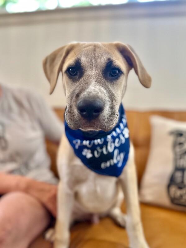 Dog for adoption - Silverado Truck, a Labrador Retriever & Pit Bull ...