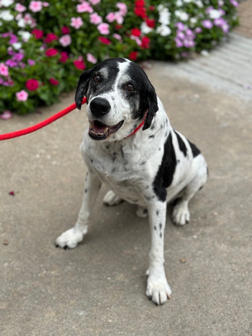 Available Pets | Red Collar Rescue