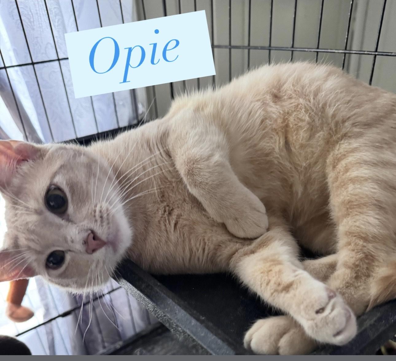 Cat for adoption - Opie, a Domestic Short Hair in DENVER, CO | Petfinder
