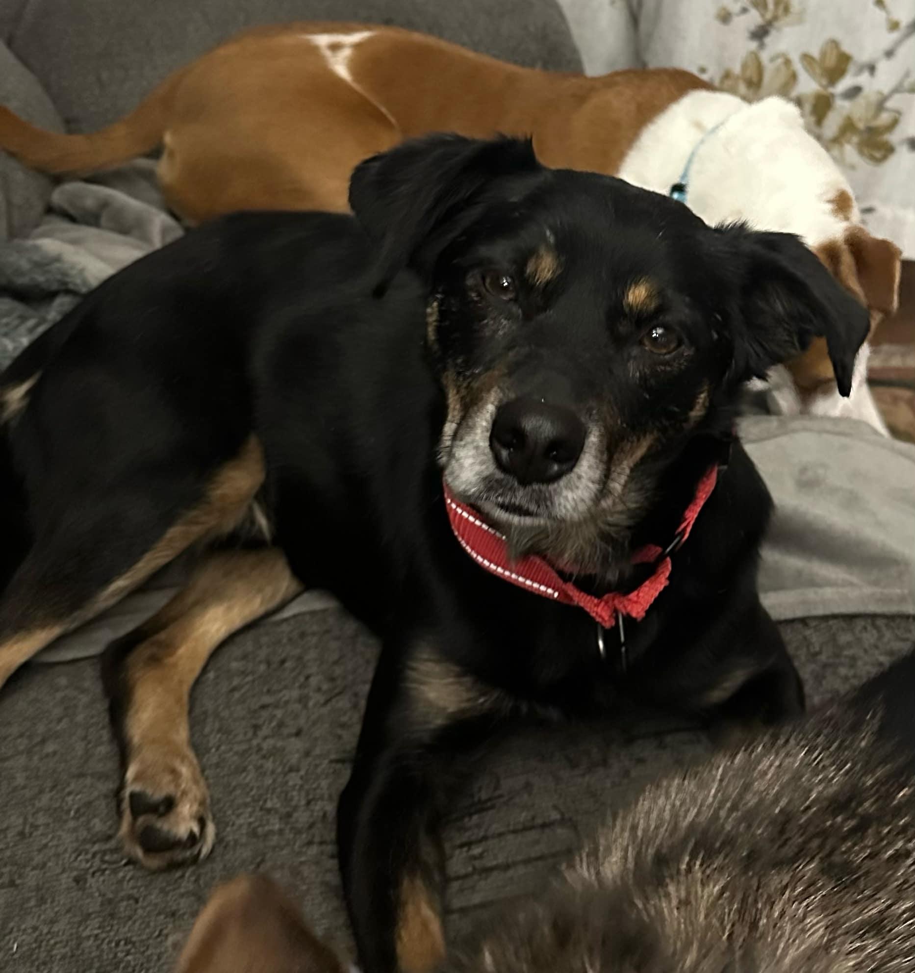 Dog for adoption - Pete, a Manchester Terrier Mix in Grand Rapids, MI ...