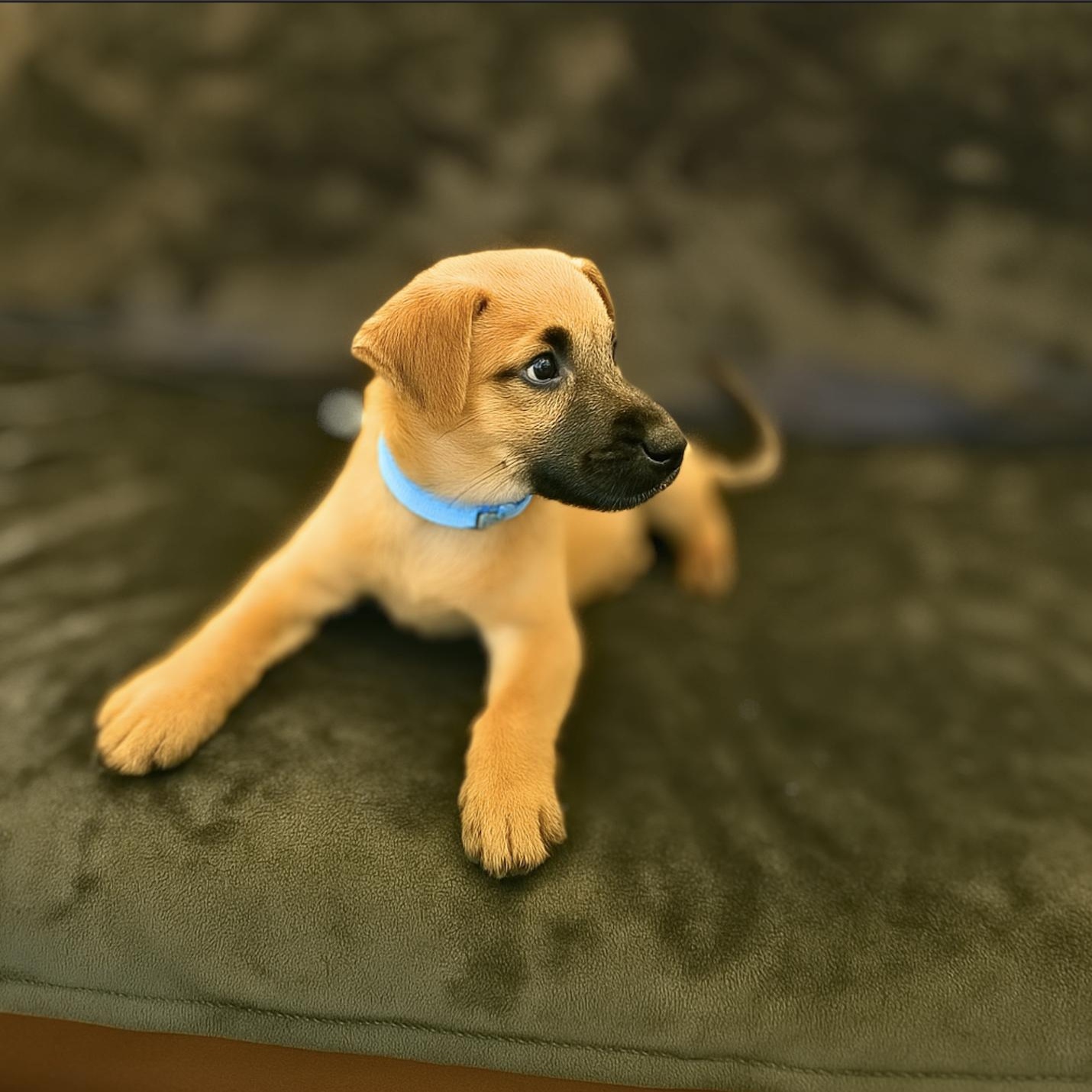 Dog for adoption - Mags, a Shepherd Mix in Pittsburgh, PA | Petfinder