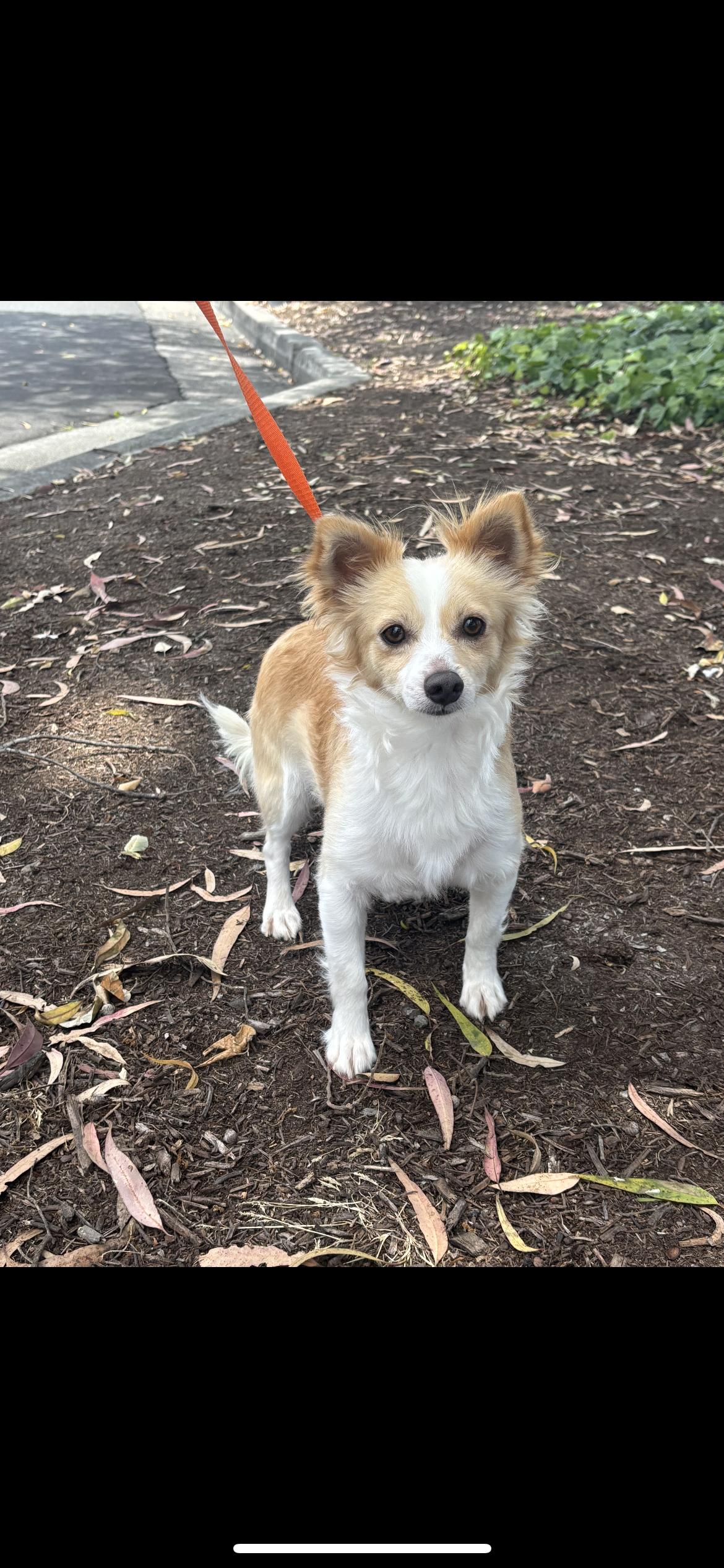Dog for adoption - Rex, a Papillon & Chihuahua Mix in Hamden, CT ...