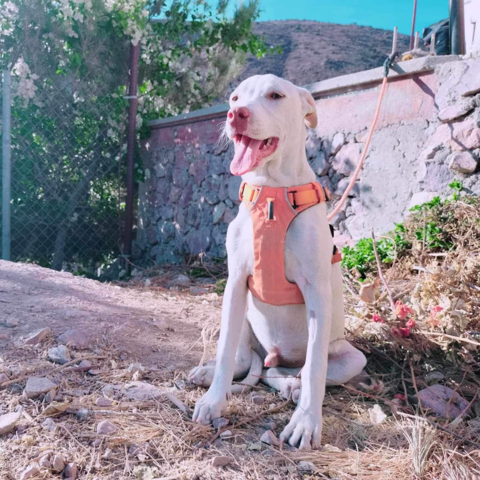 Dog for adoption - Conde, a Mixed Breed in Puyallup, WA | Petfinder