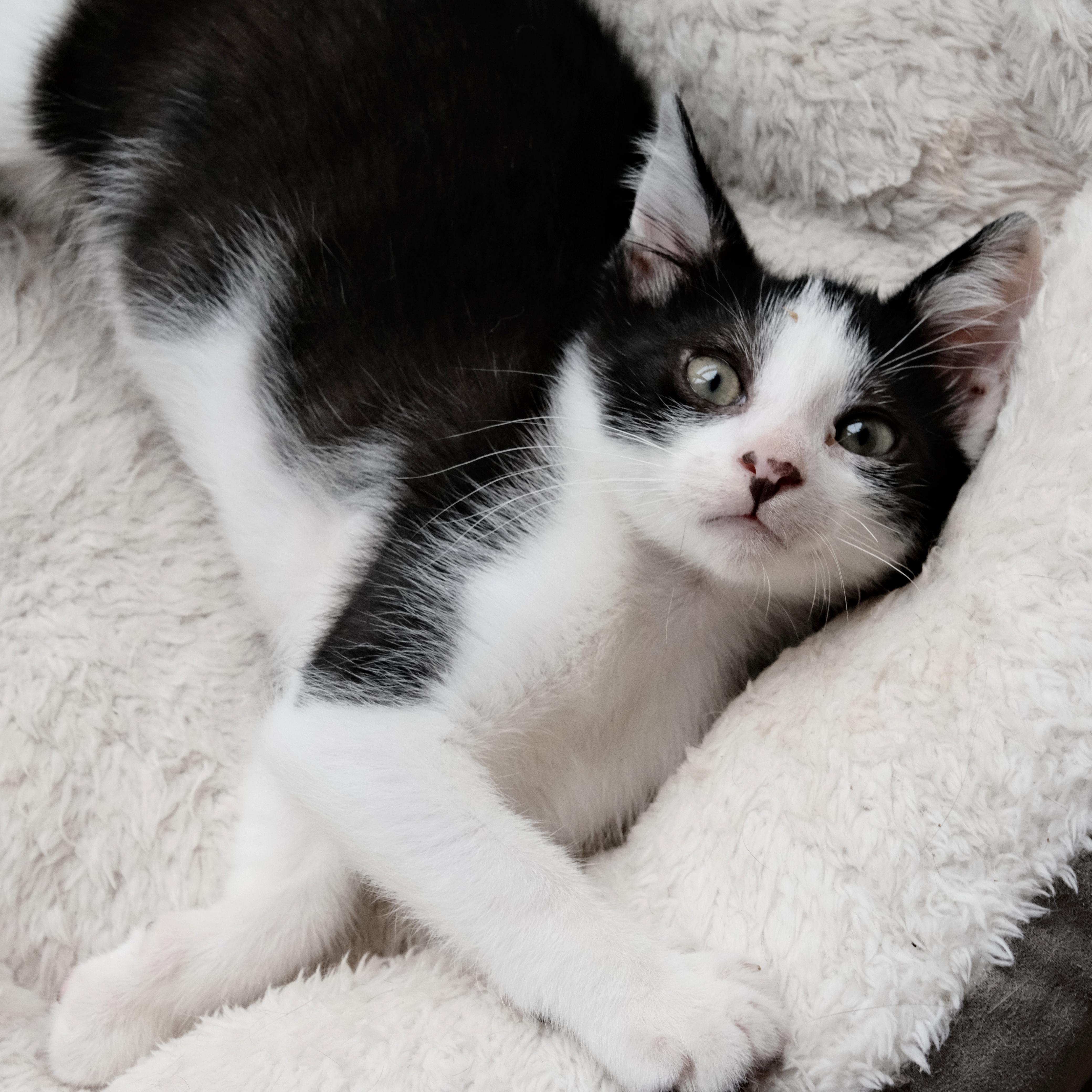 Cat for adoption - Swindle, a Domestic Short Hair in BROOKLYN, NY ...