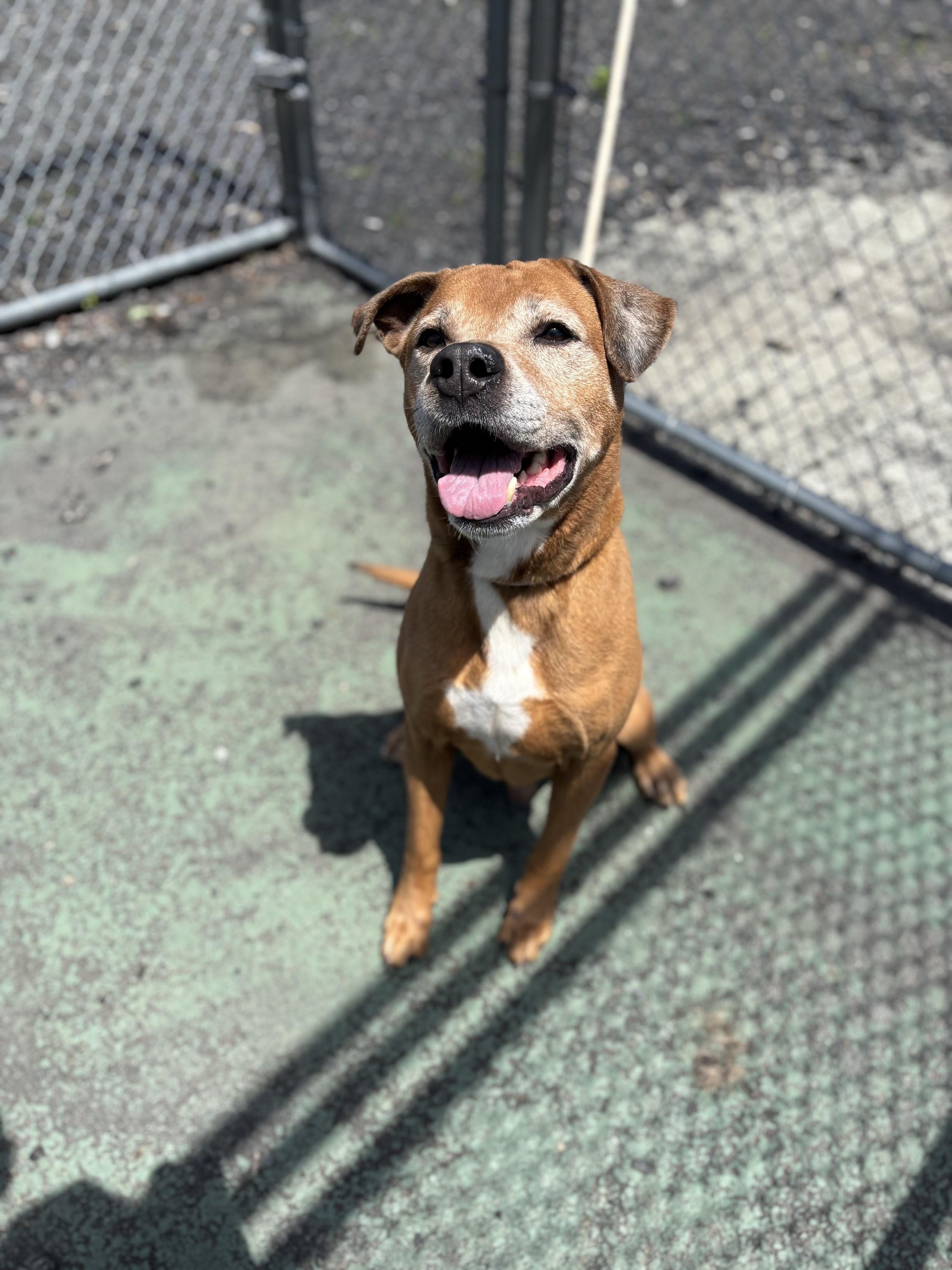 Dog for adoption - Michael, a Labrador Retriever in Jersey city, NJ ...