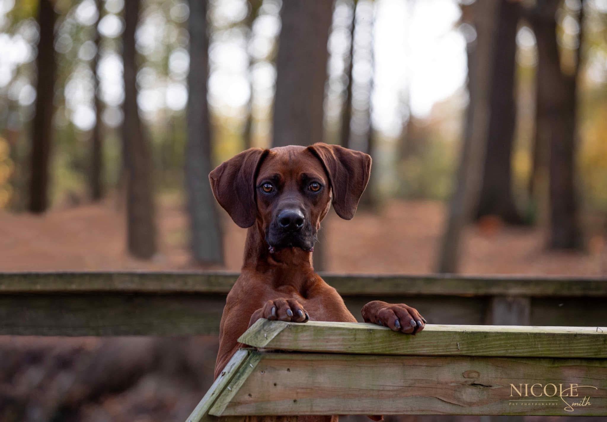 Available Dogs - The A.R.K - Animal Recycling Kennel