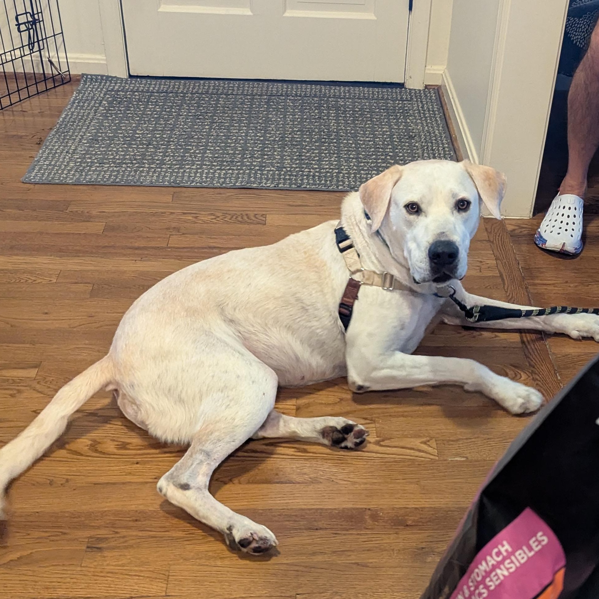 Dog for adoption - Doogie, a Labrador Retriever & Yellow Labrador ...