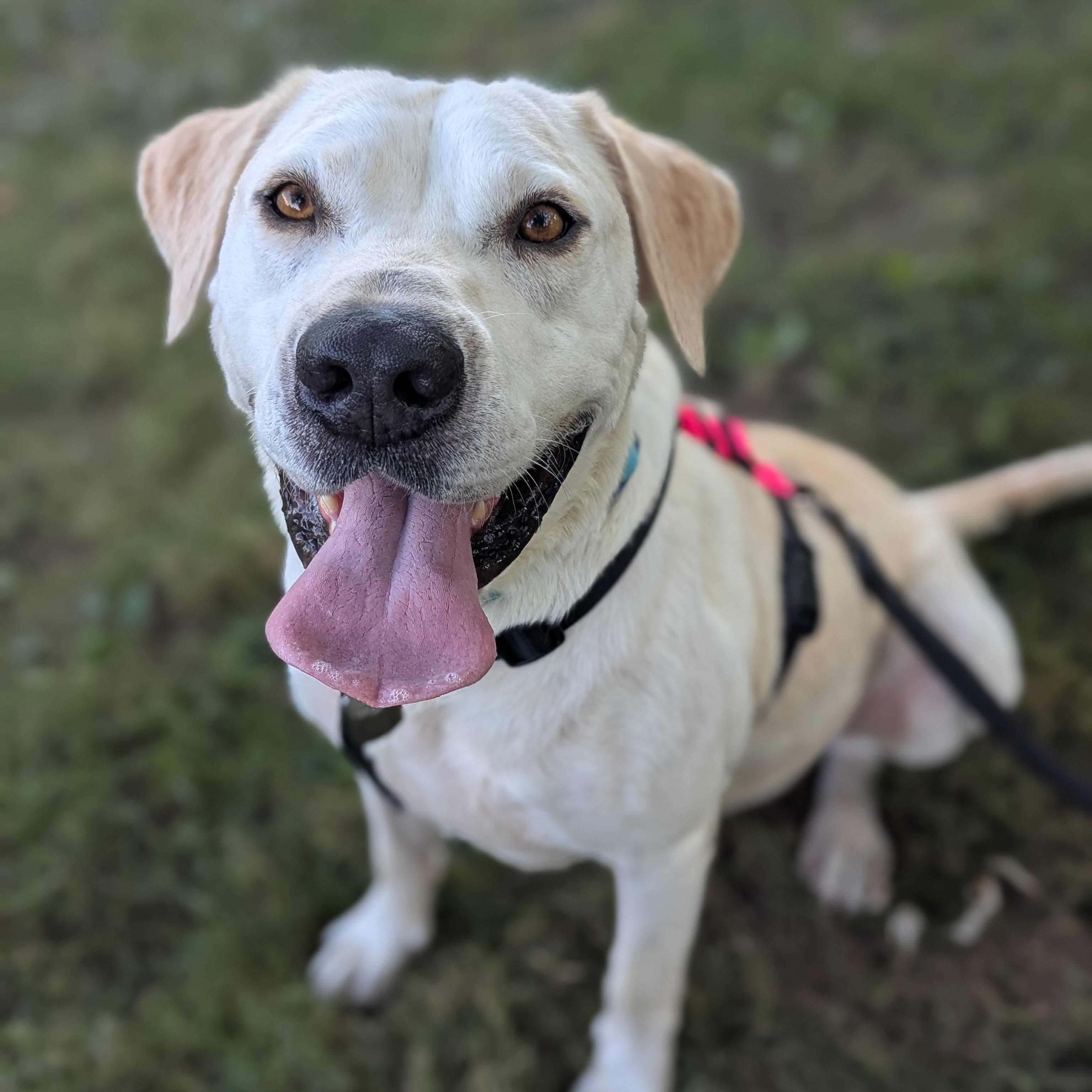 Dog for adoption - Doogie, a Labrador Retriever & Yellow Labrador ...