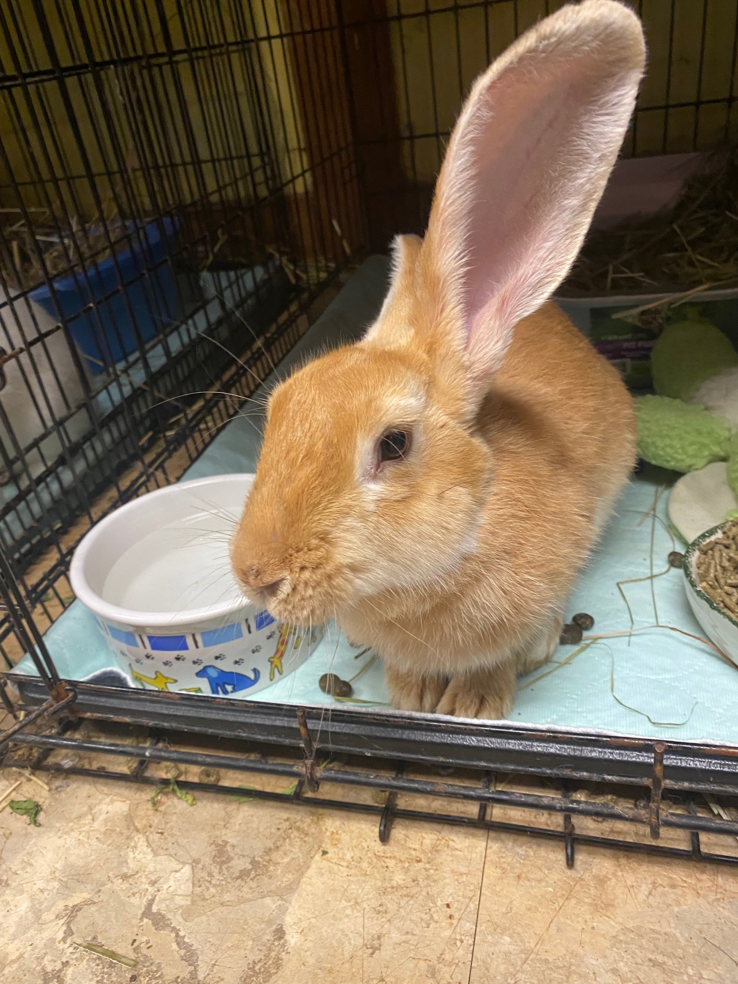 Rabbit for adoption - Agatha, a Bunny Rabbit in Norwalk, CT | Petfinder