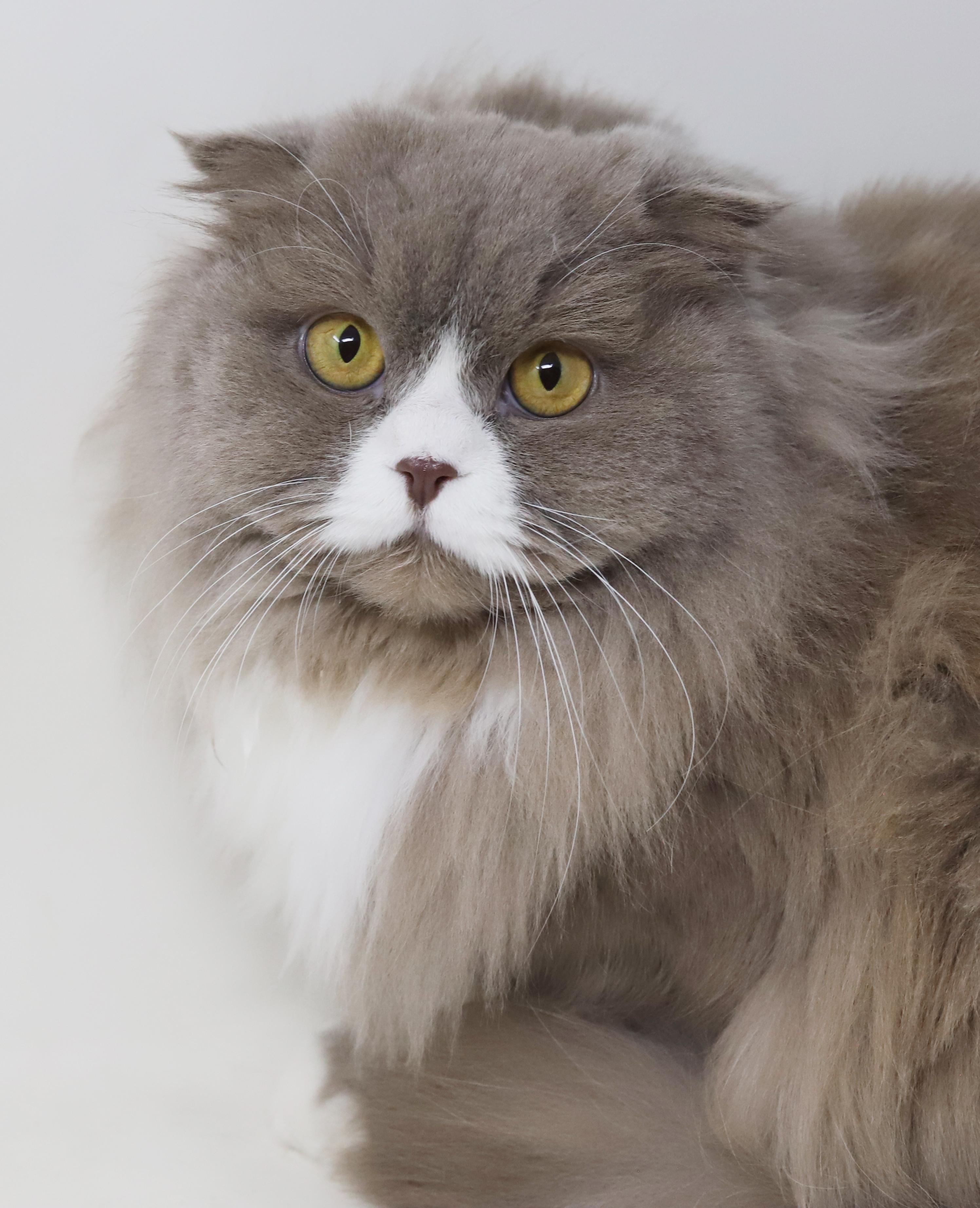 Cat for adoption - Mochi and Miso = MAGIC - BONDED PAIR!! RARE EXOTIC ...