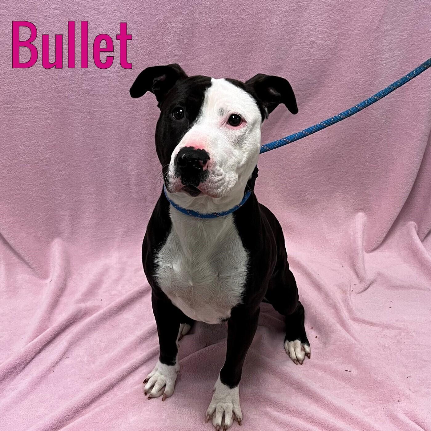 Dog for adoption - Bullet, a Bull Terrier in Pleasantville, NJ | Petfinder