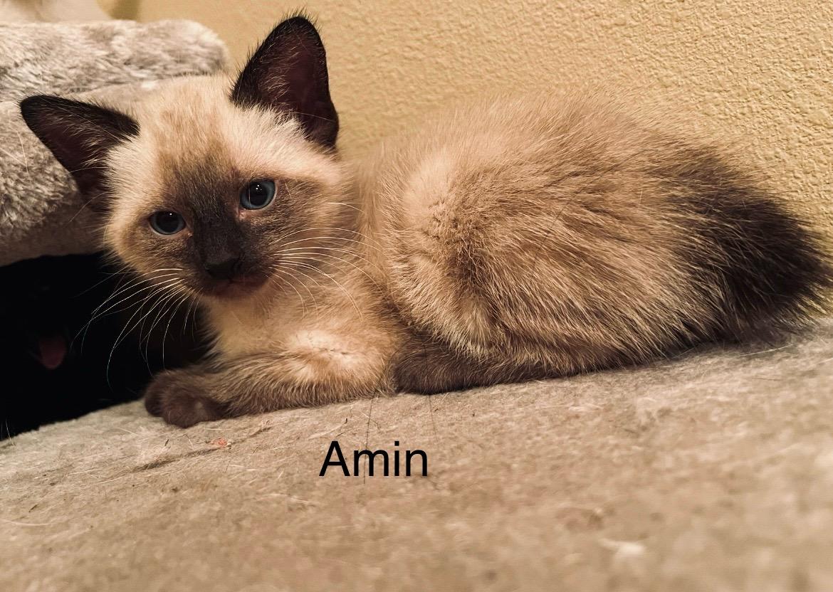 Cat for adoption - Amin, a Siamese & Manx Mix in Mabank, TX | Petfinder