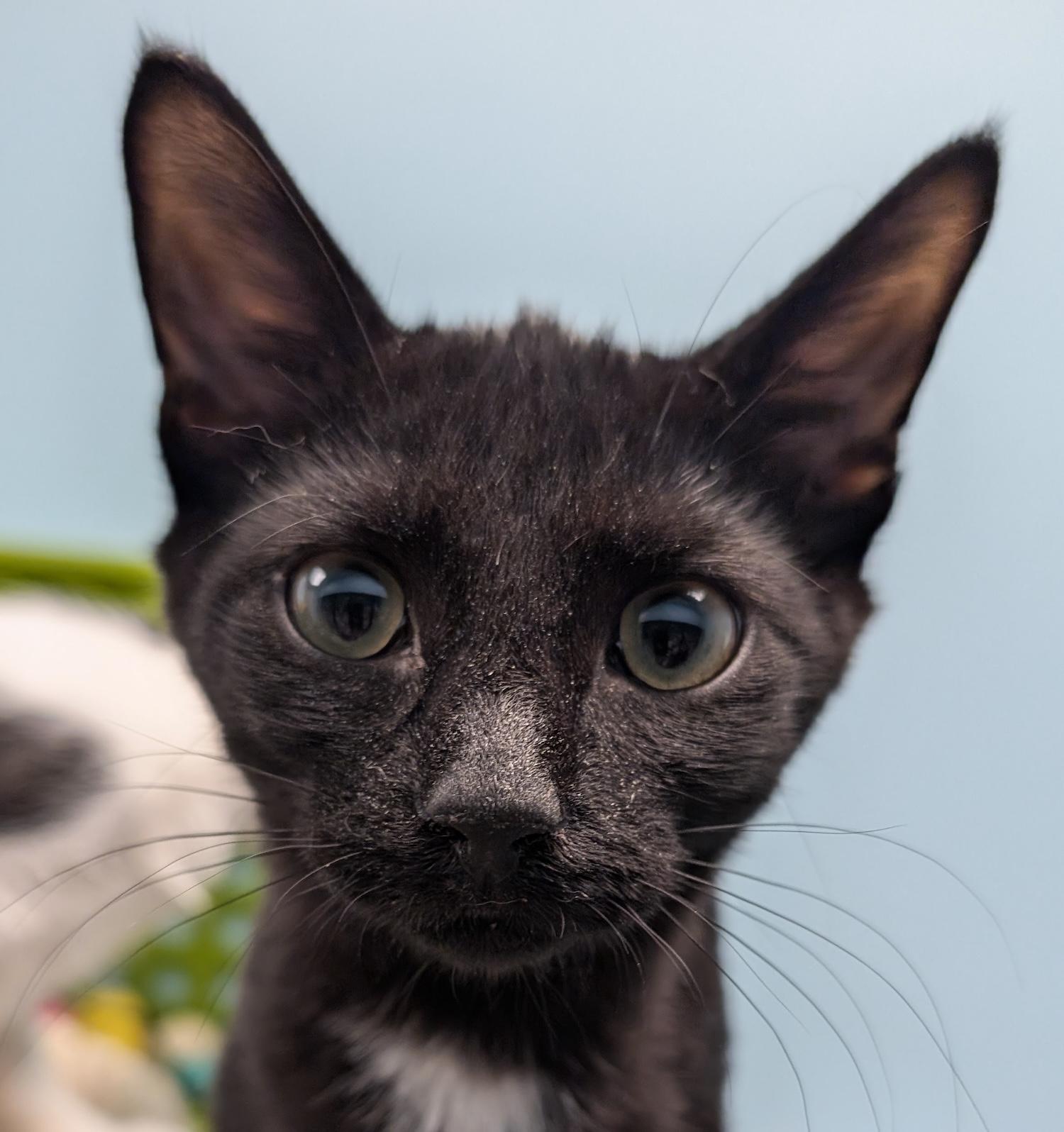 Available Cats and Kittens - Johnston County Animal Protection League ...