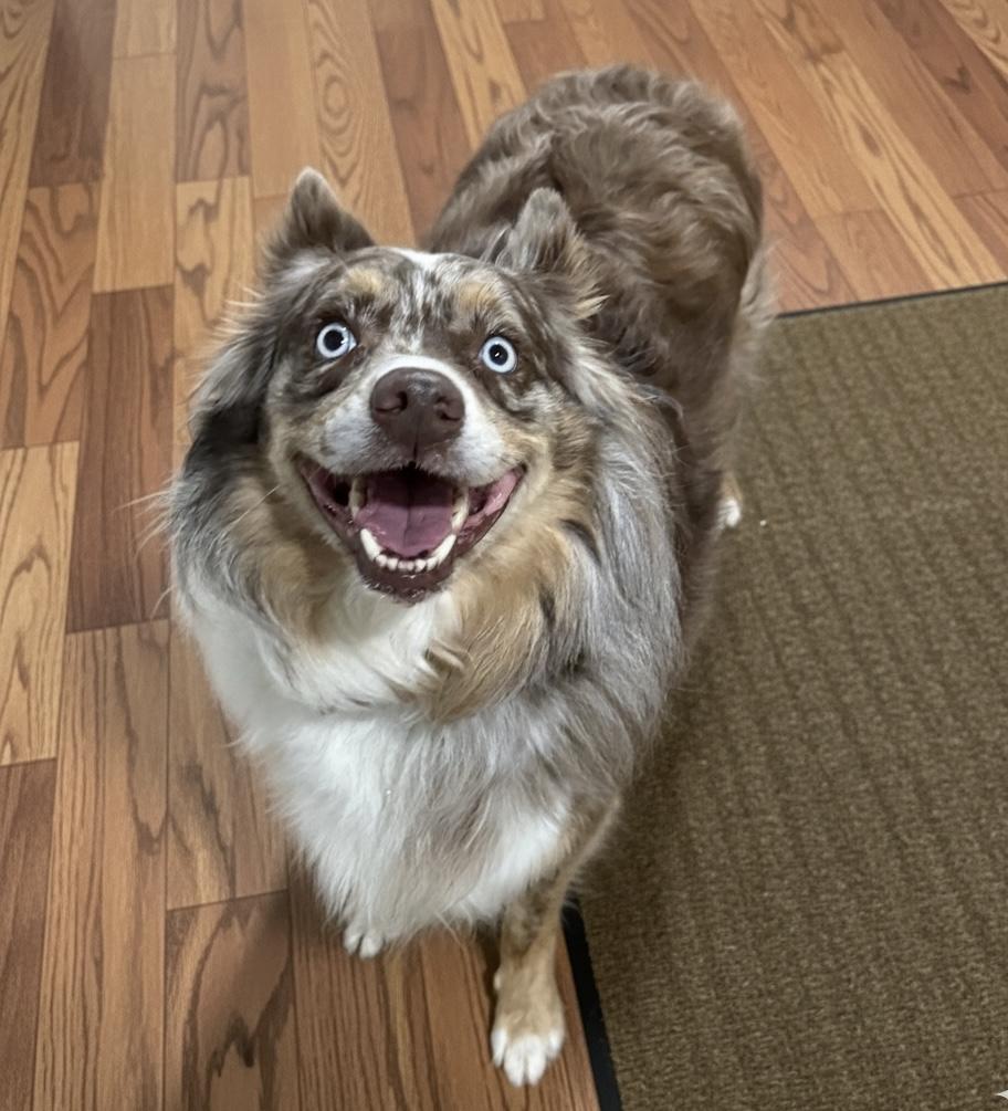 Nilla - Adoptable Pet | Petfinder | Petfinder