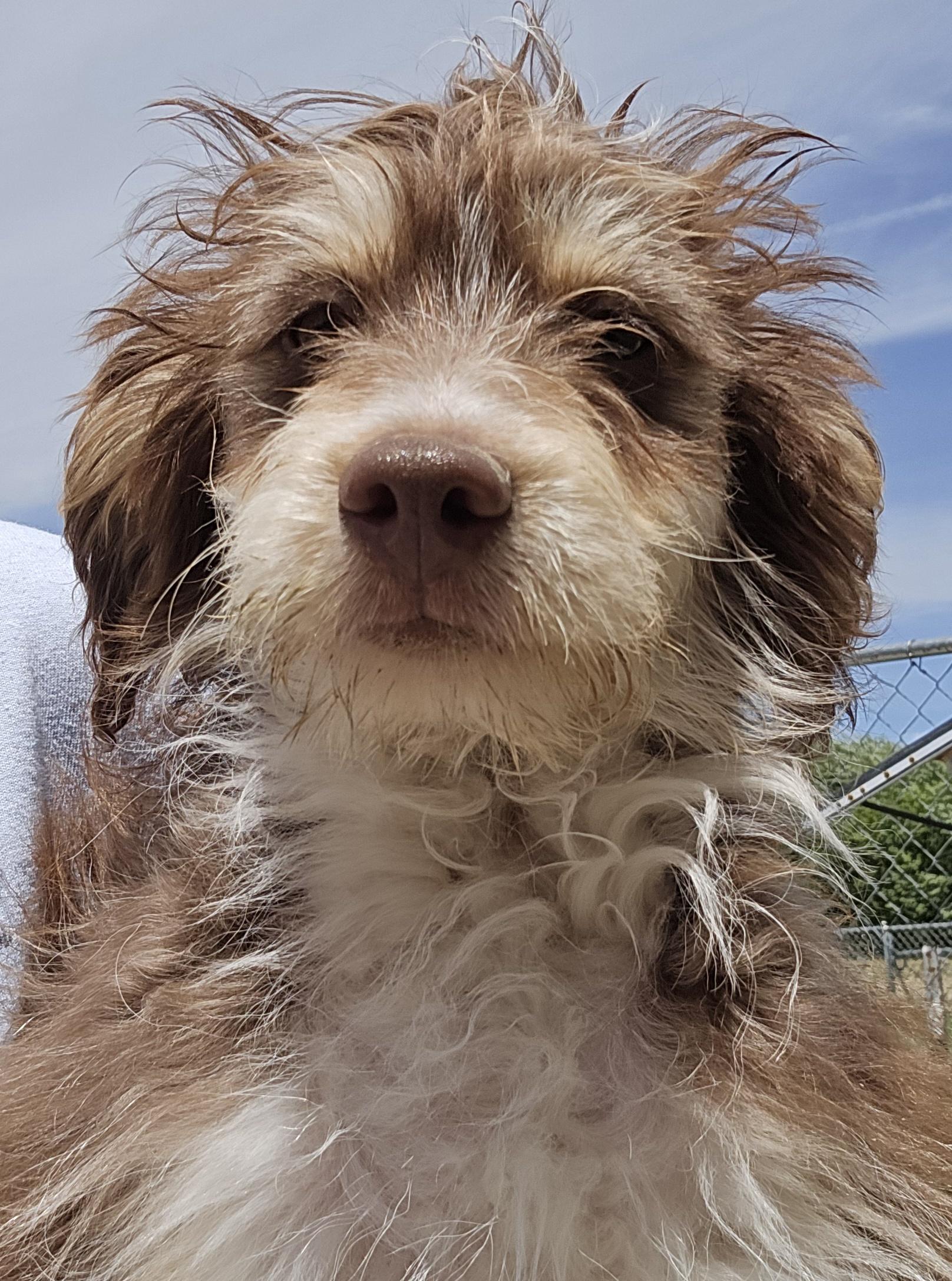 Dog for adoption - Reece, a Poodle & Australian Shepherd Mix in Terre ...
