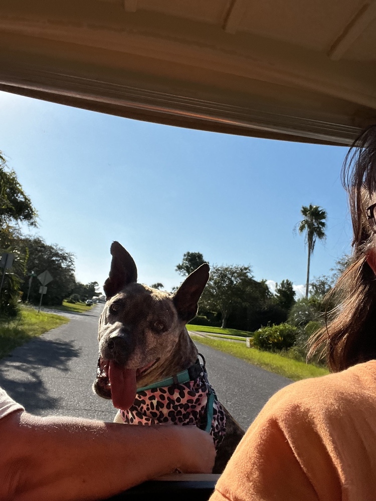 Dog for adoption - Lucy ***Longest Resident At The Rescue***, a Pit ...