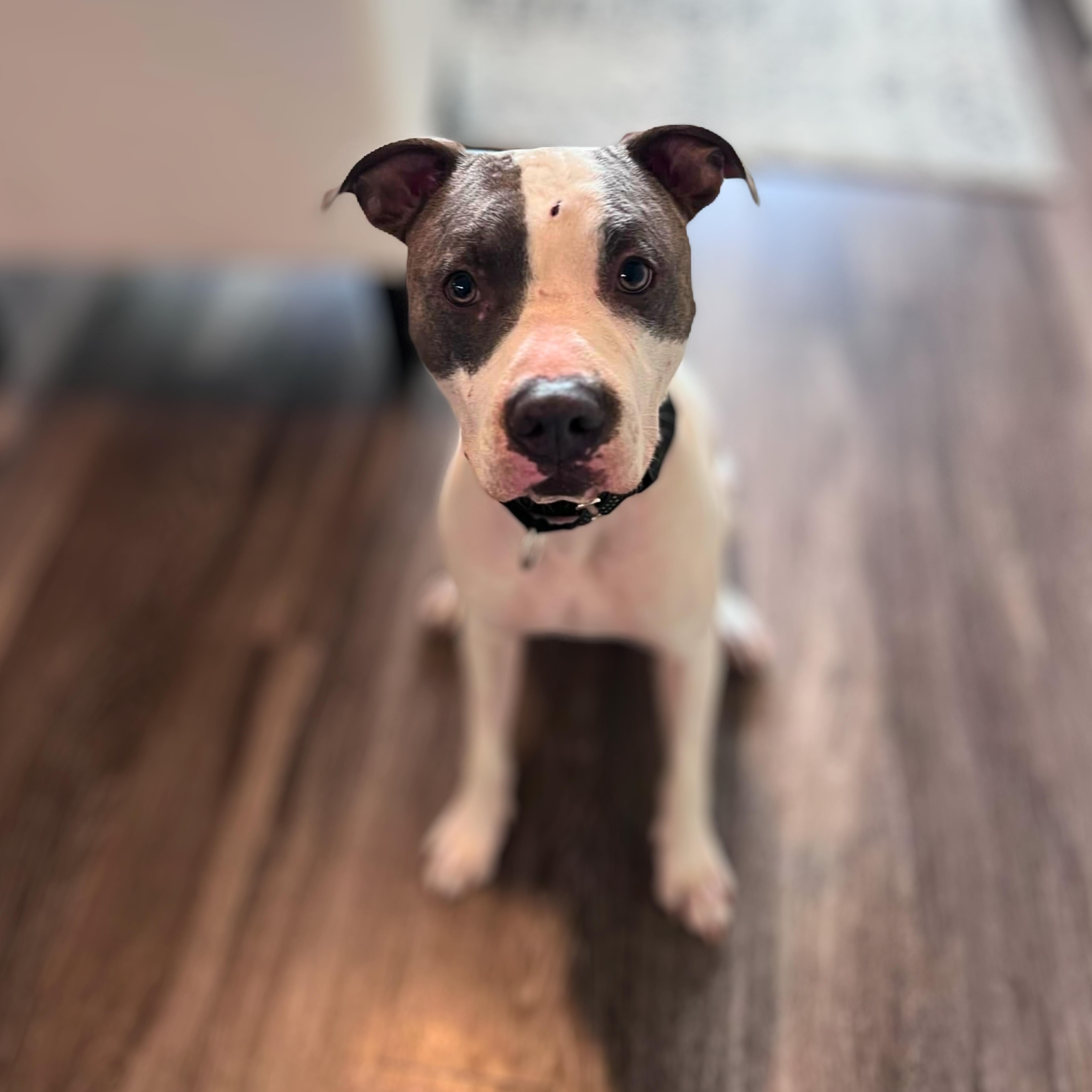 Dog for adoption - Buddy Holly, an American Staffordshire Terrier Mix ...