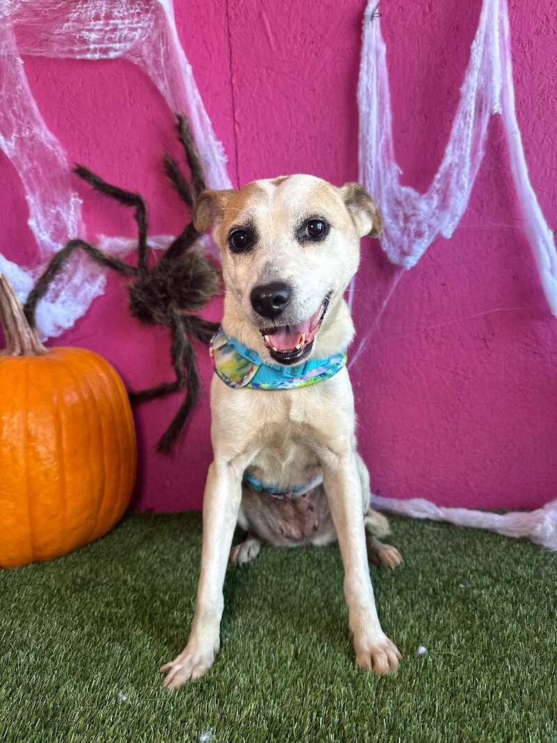 Dog for adoption - Cece, a Rat Terrier & Carolina Dog Mix in Carson ...