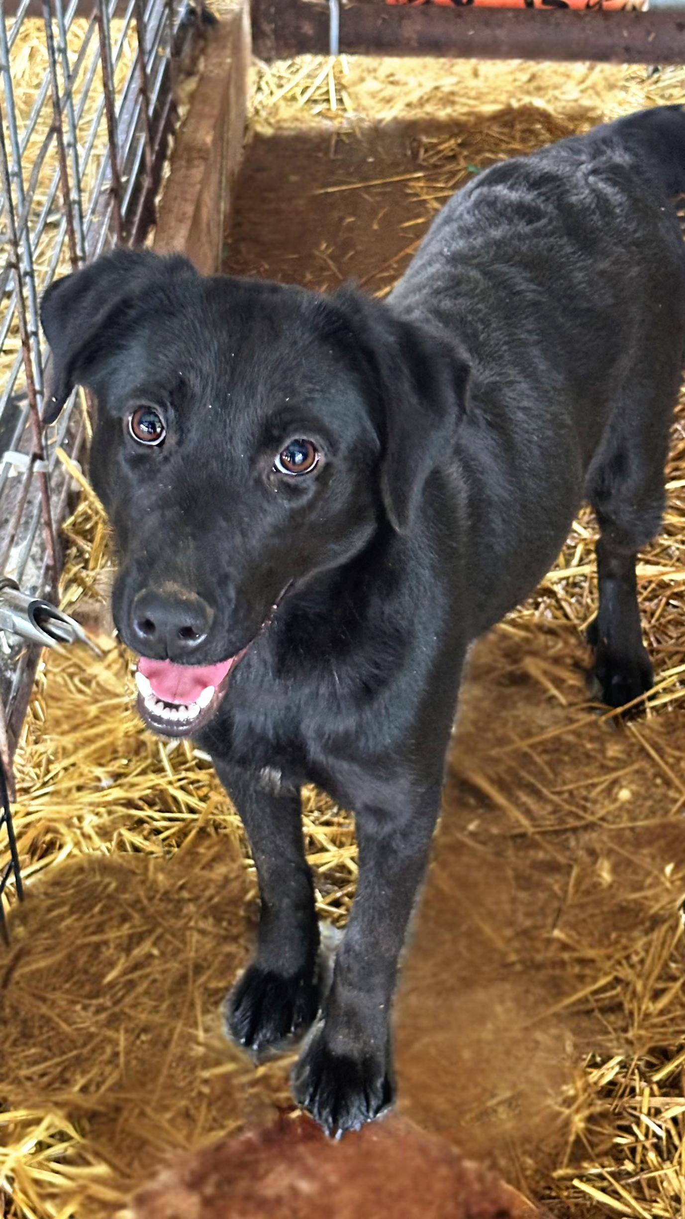 Dog for adoption - Lovie, a Black Labrador Retriever Mix in DENVER, CO ...