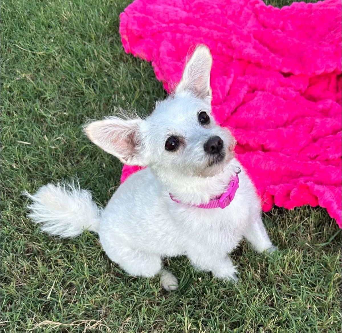 Dog for adoption - Mia, a Terrier Mix in Rockwall, TX | Petfinder